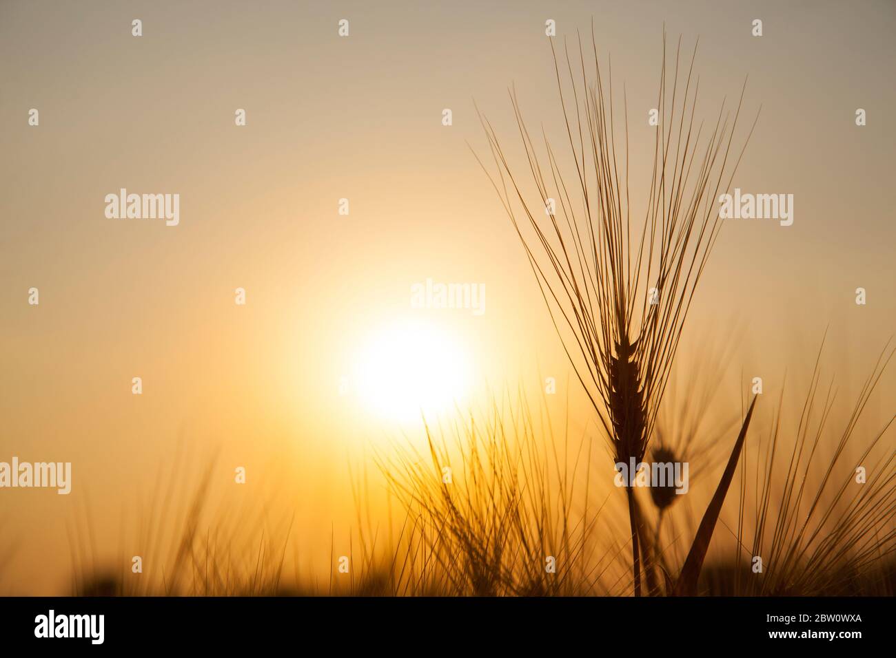 Two-raw barley field at sunset Stock Photo - Alamy