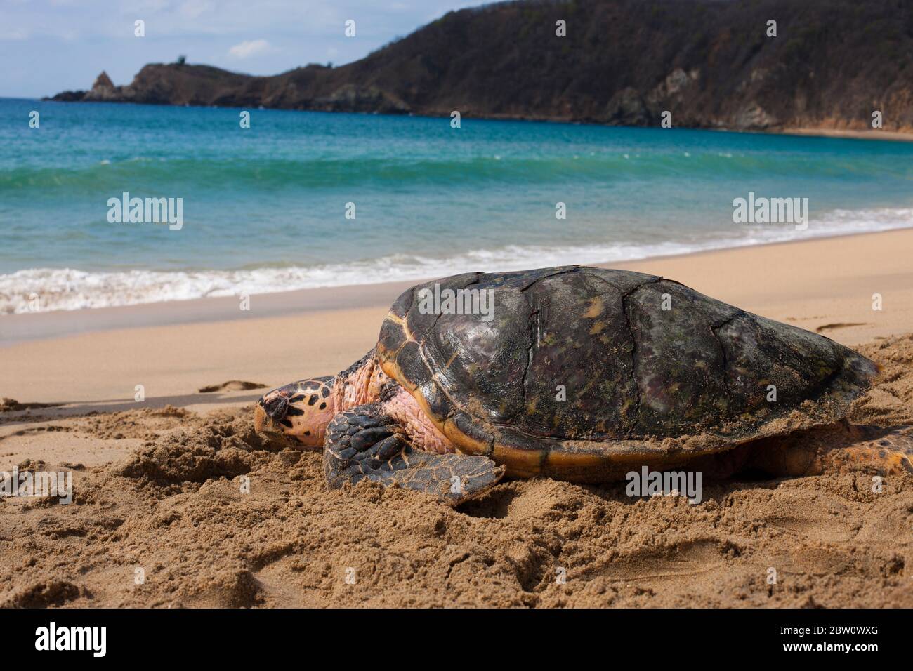Big sea turtle after spawn, Oaxaca coast, Mexico Stock Photo - Alamy
