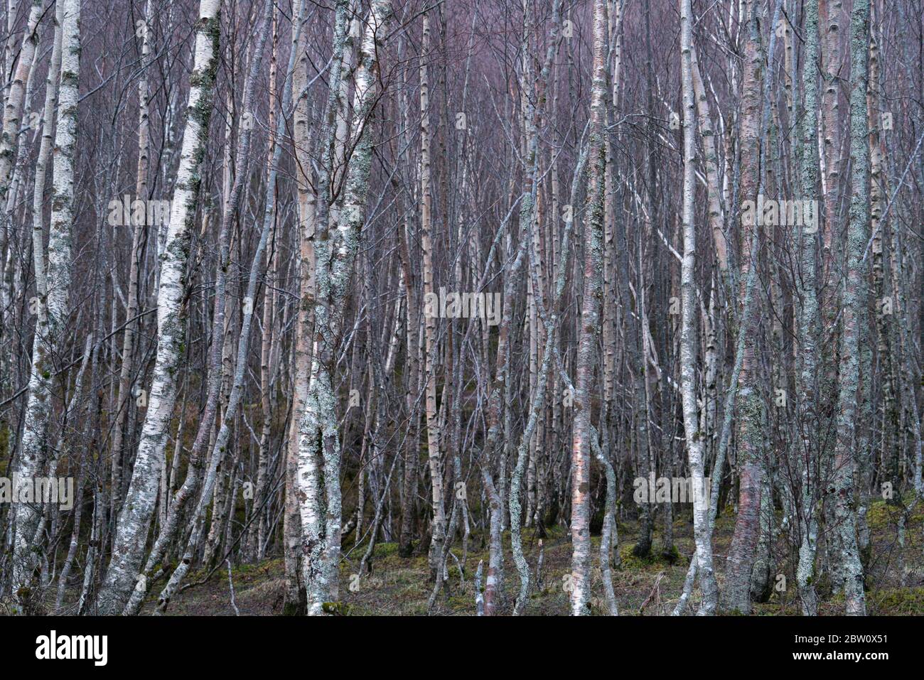 Dense woodland background hi-res stock photography and images - Alamy