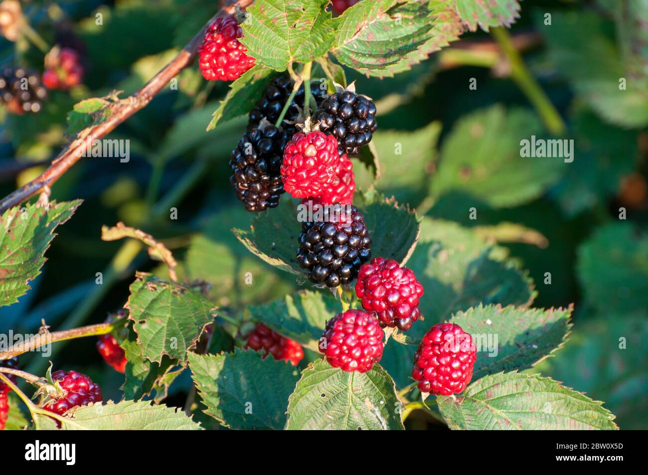 Cane berry hi-res stock photography and images - Alamy