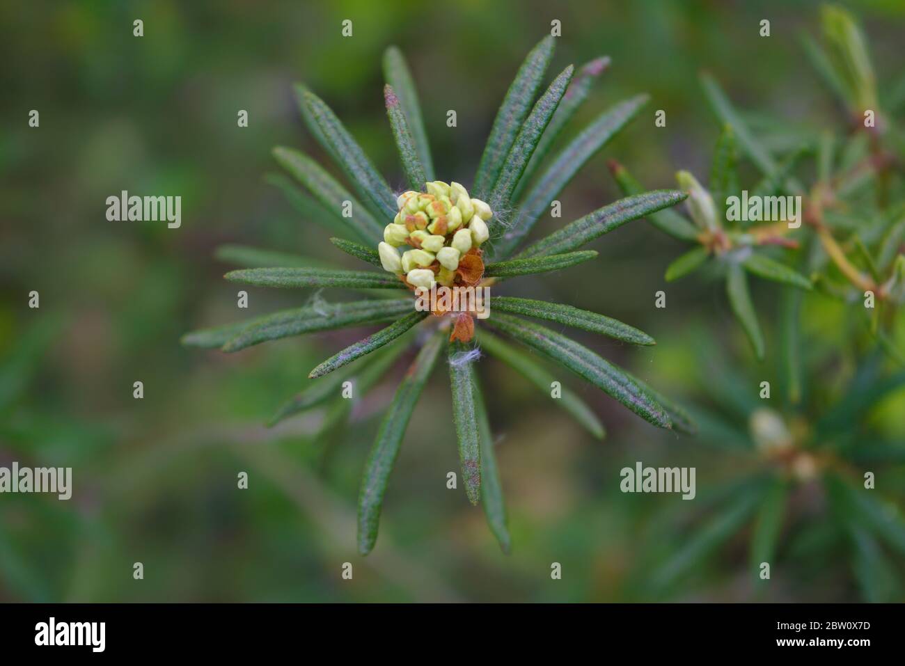 Blooming Ledum in the Ural forest in spring Stock Photo - Alamy