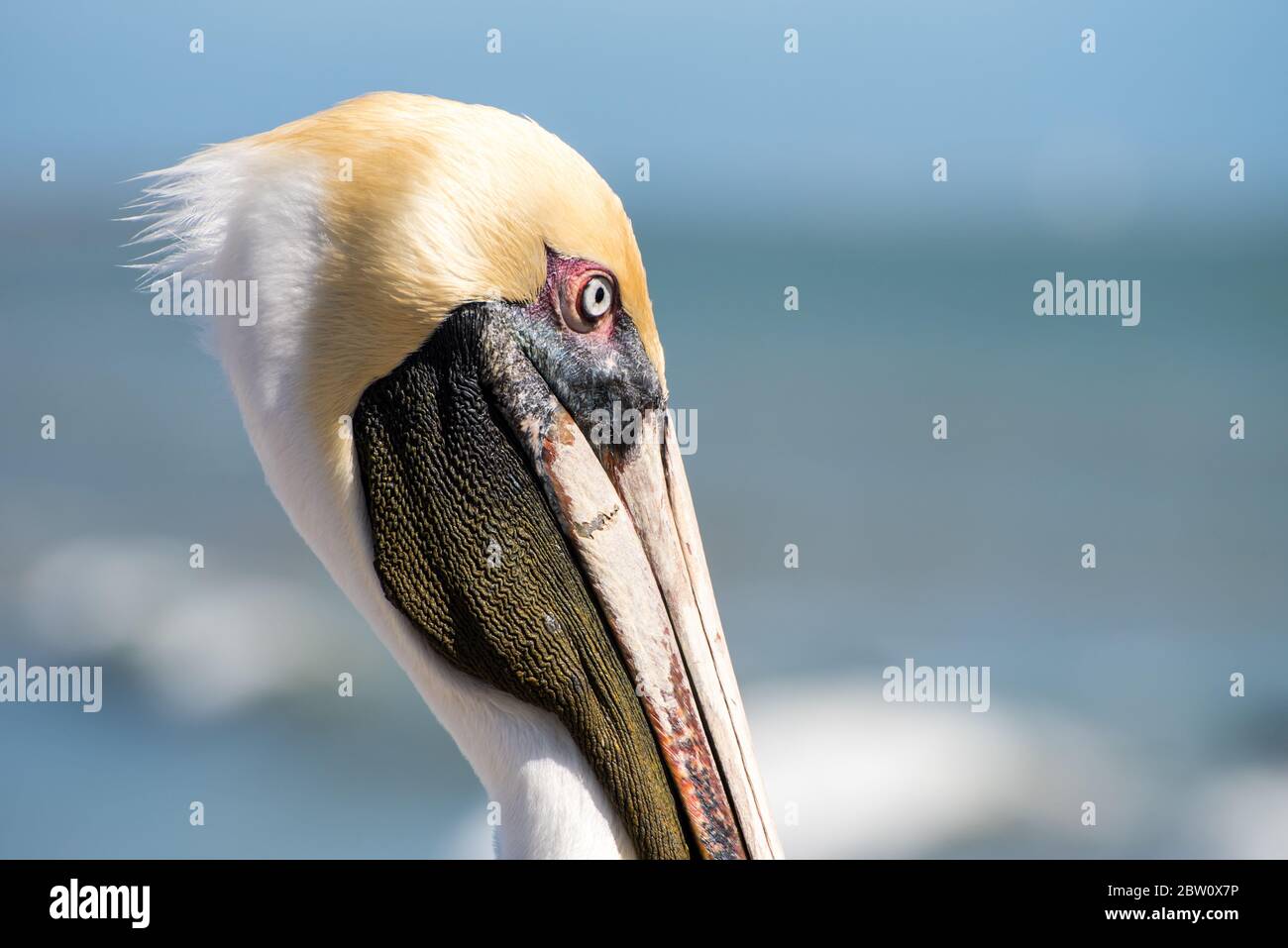 Pelican eyes hi-res stock photography and images - Alamy
