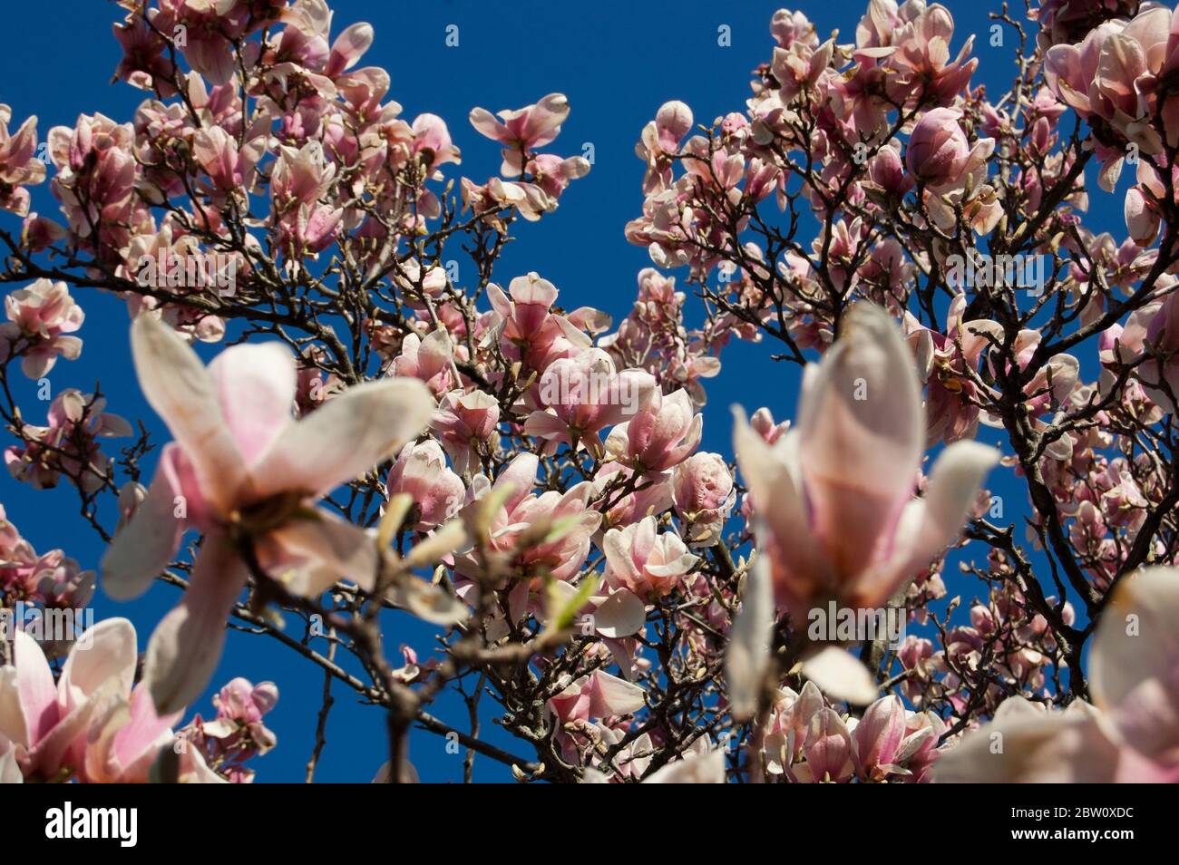 Cherry tree blooming in the spring Stock Photo - Alamy
