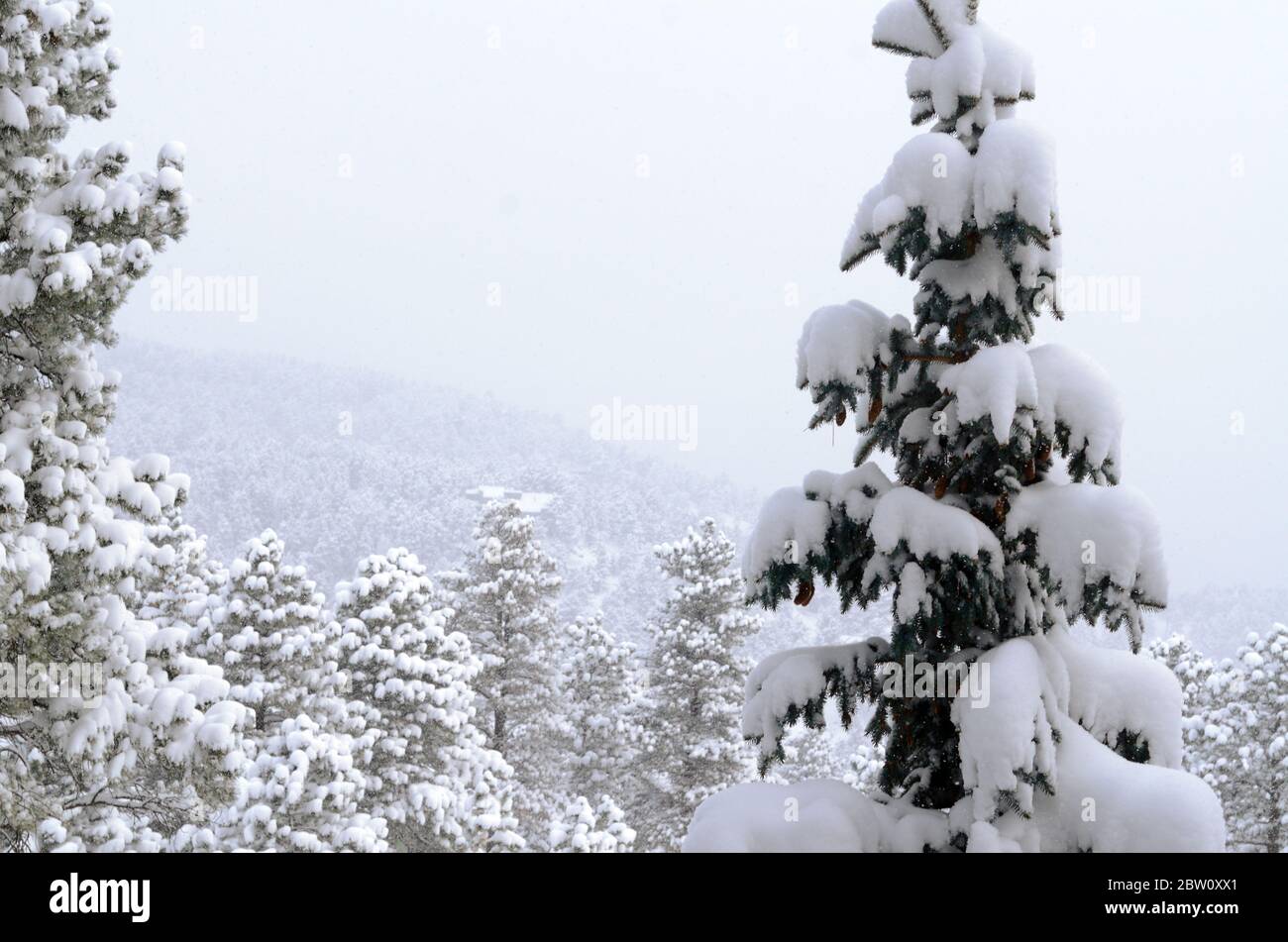 Snow on conifers in Boulder County. Rocky Mountains, Colorado. © Ron ...
