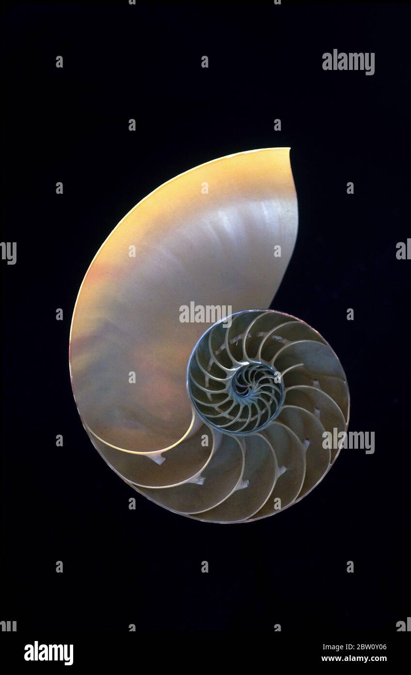 Nautilus shell against black background Stock Photo - Alamy