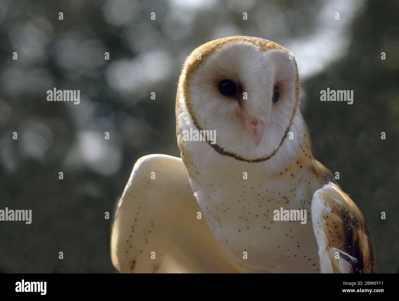 American barn owls hi-res stock photography and images - Alamy