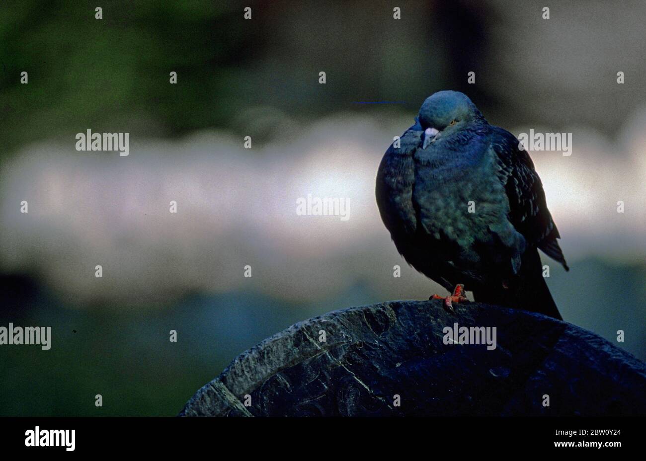 Bird Fluffing Feathers High Resolution Stock Photography and Images - Alamy