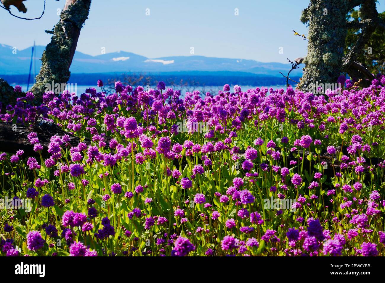 Sea blush wildflowers with trees framing ocean and mountain view Stock ...