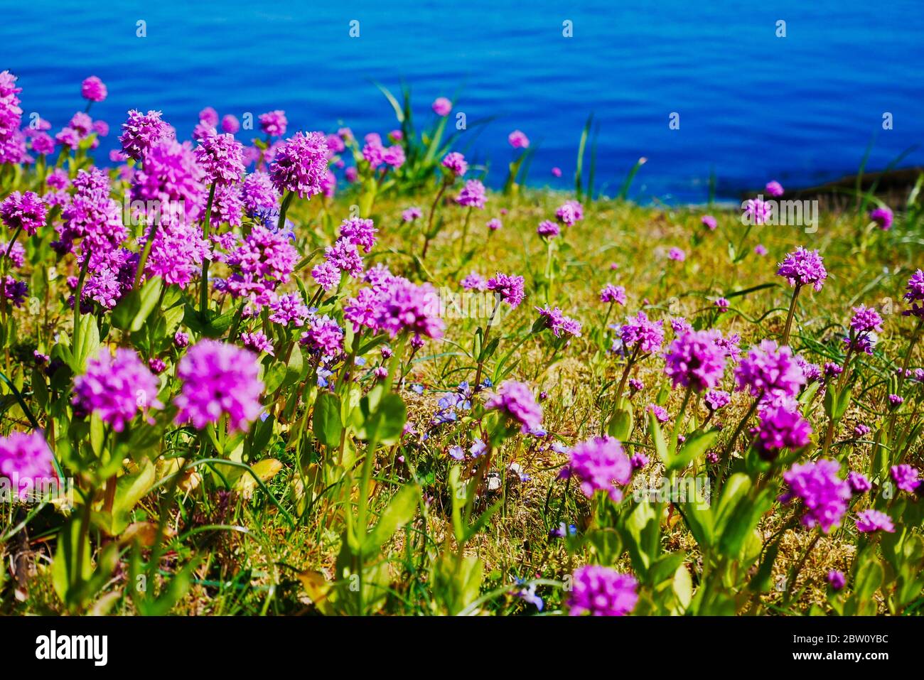 Canadian canada wildflowers wildflower natural nature hi-res stock ...