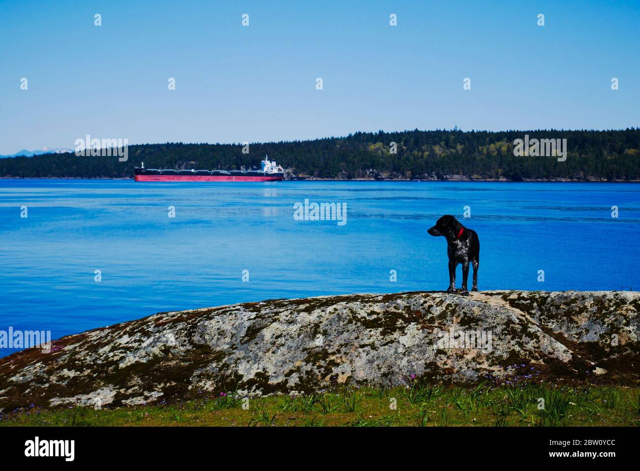 Black dog stood on rocks on an island, with container ship and another ...