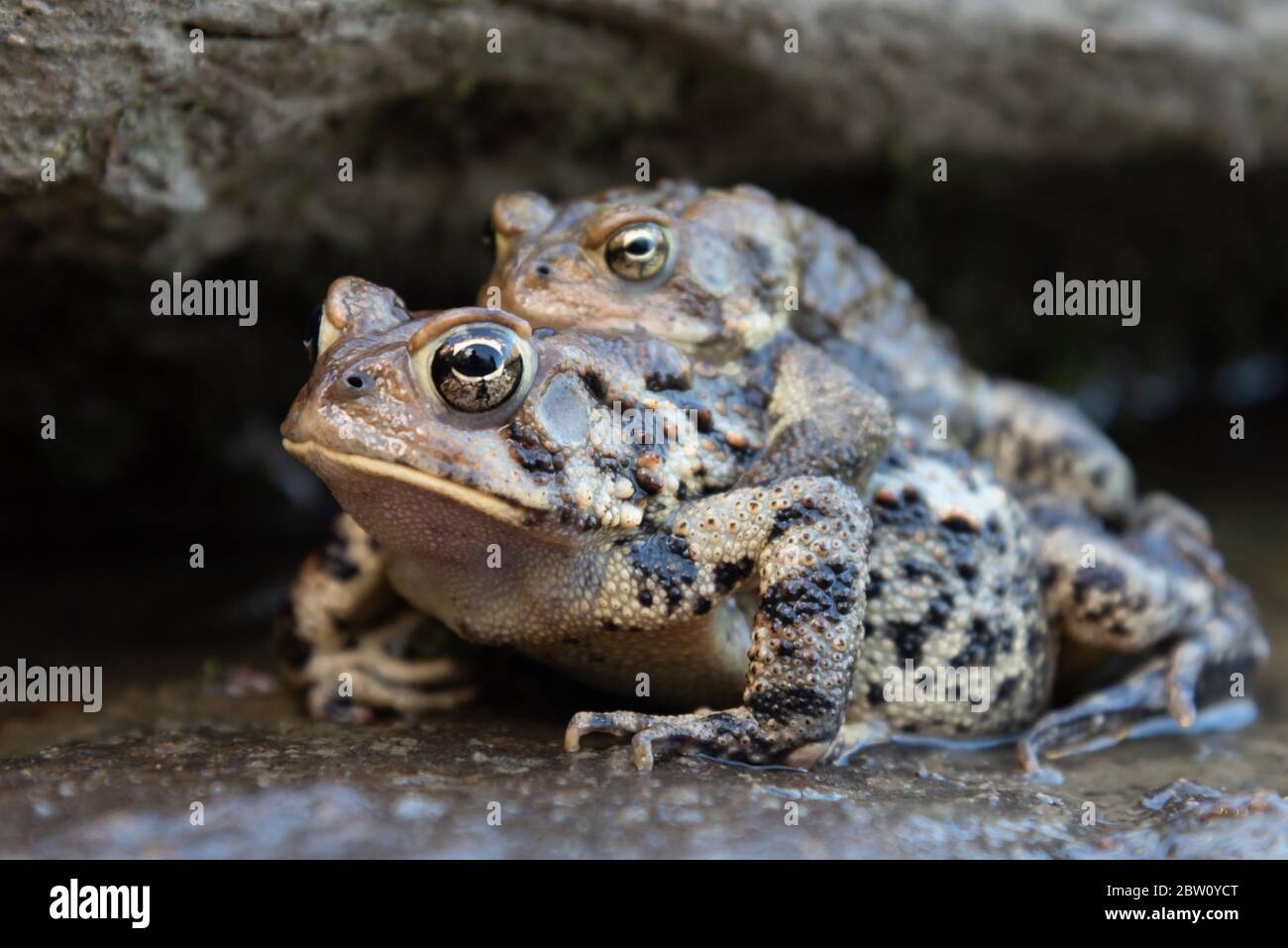 Mother frog hi-res stock photography and images - Alamy