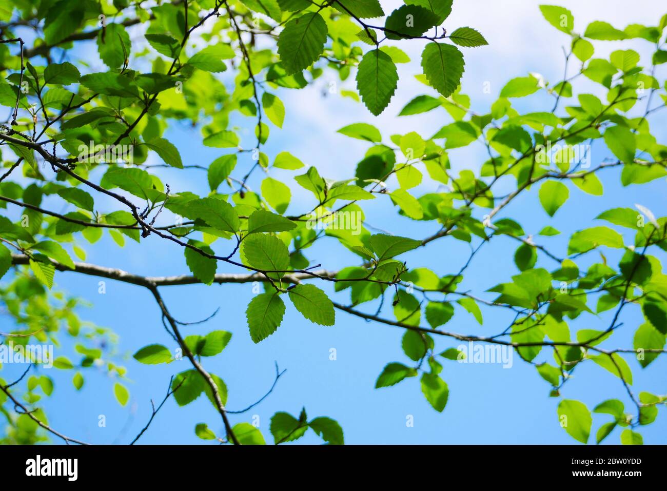 Sunlight shining through leaves and branches, against a bright blue sky ...