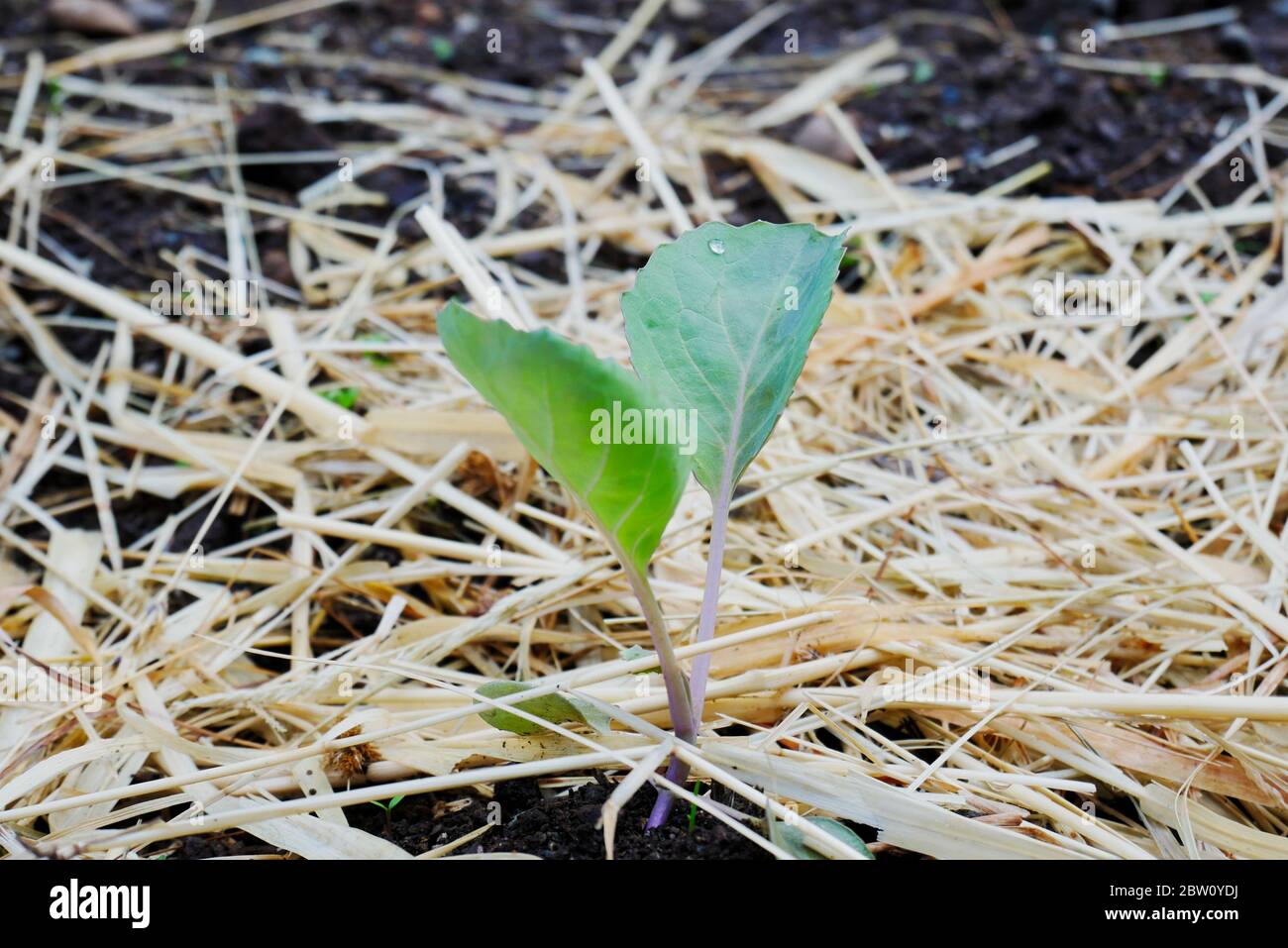 Cabbage seedling growing in garden with hay mulch, water droplet on ...