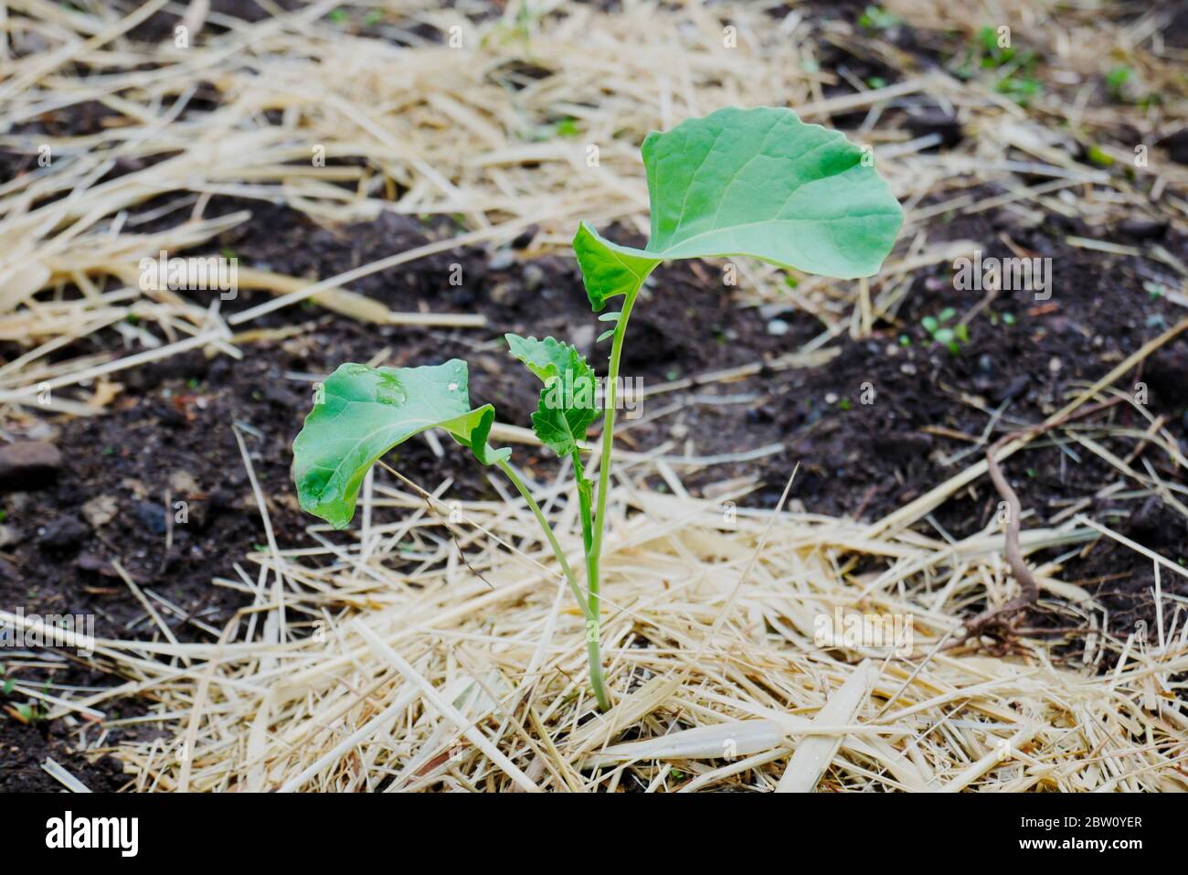 Broccoli seedling growing in garden with hay mulch, water droplet on ...