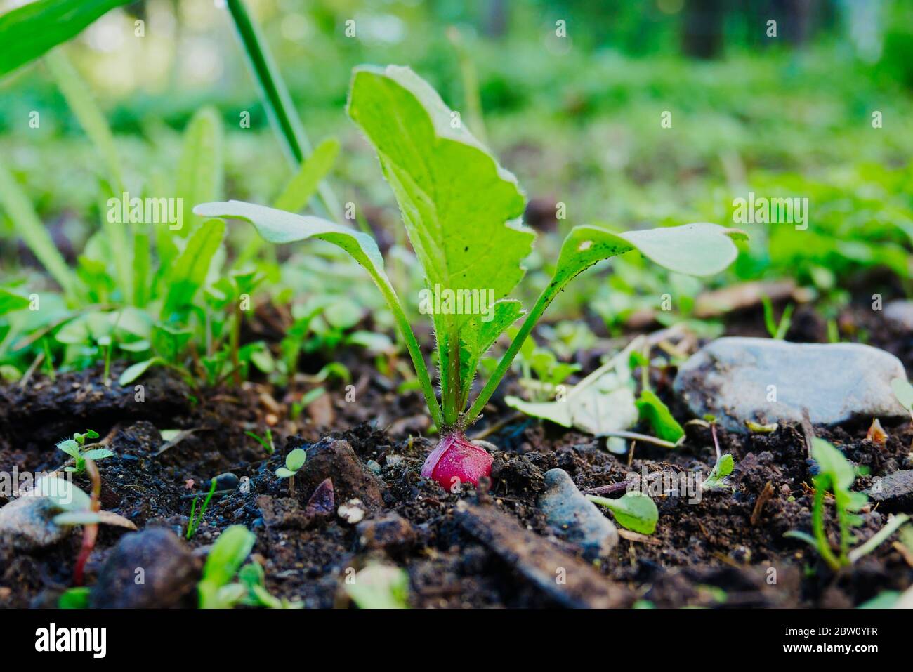 Small radish growing in rich soil Stock Photo - Alamy