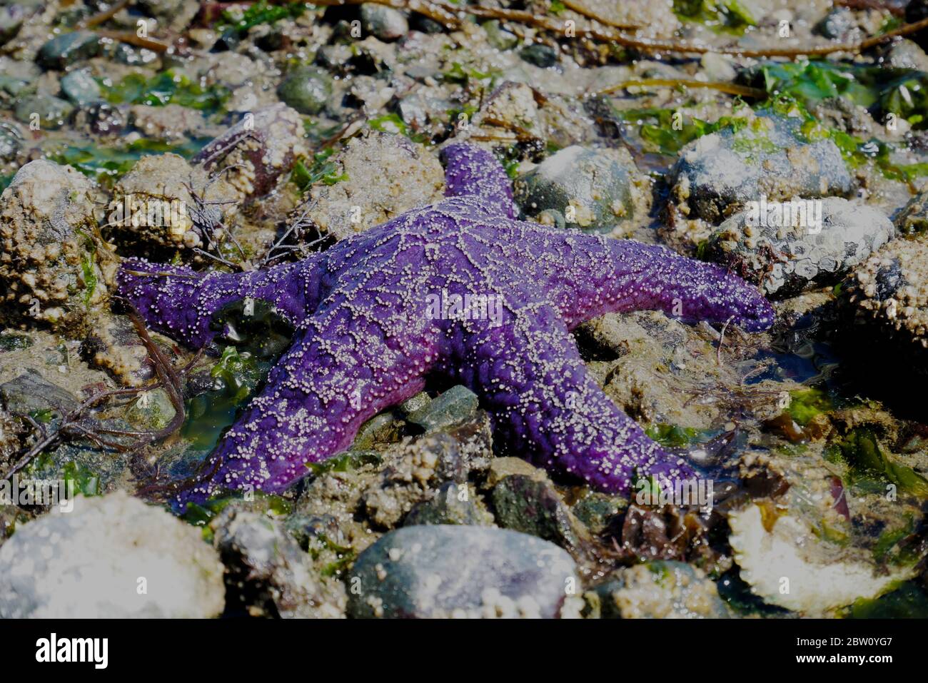 Purple abyss hi-res stock photography and images - Alamy