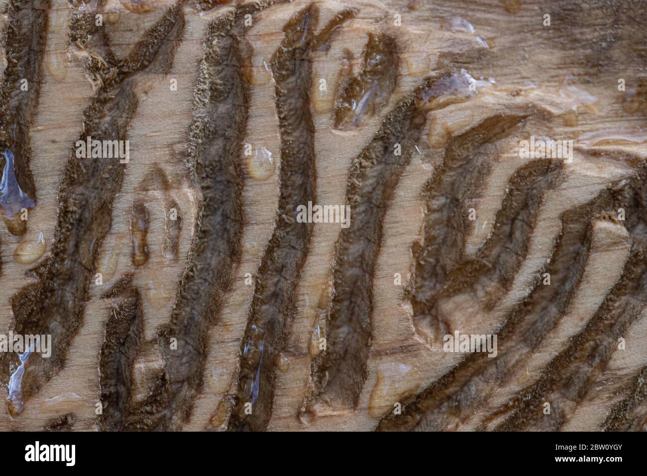 Rough and smooth textures hi-res stock photography and images - Alamy