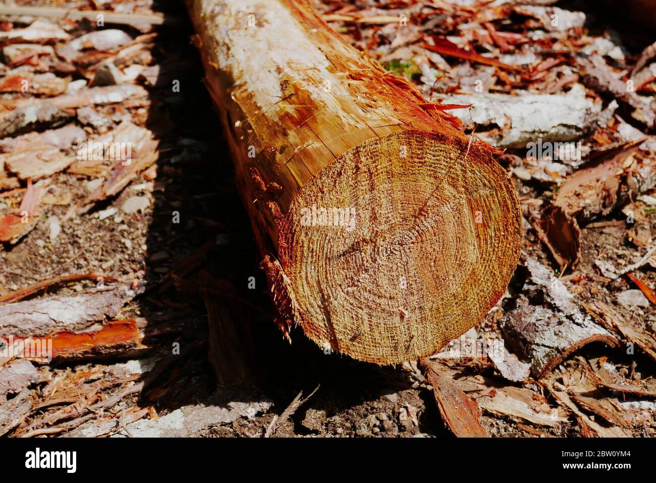 Cedar log stripped of bark Stock Photo - Alamy
