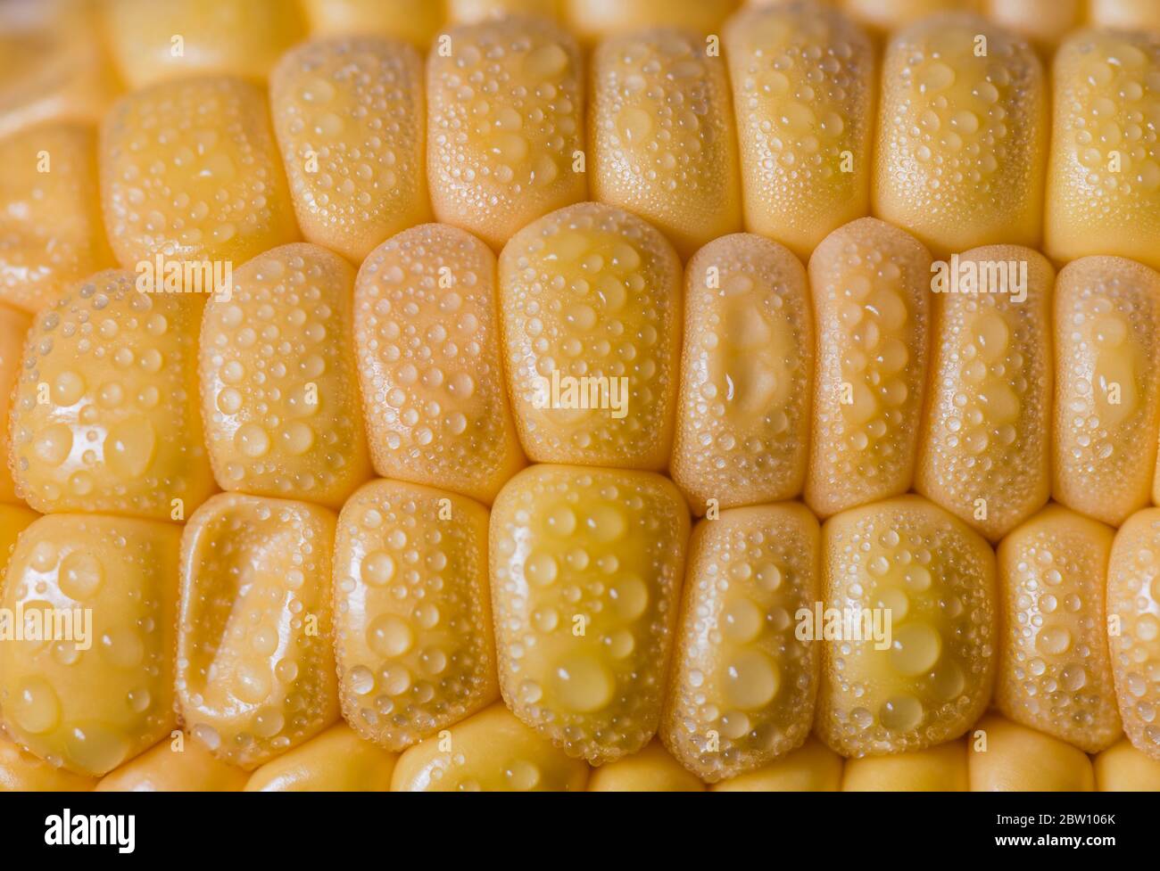 Water droplets on grains of fresh corn Stock Photo - Alamy