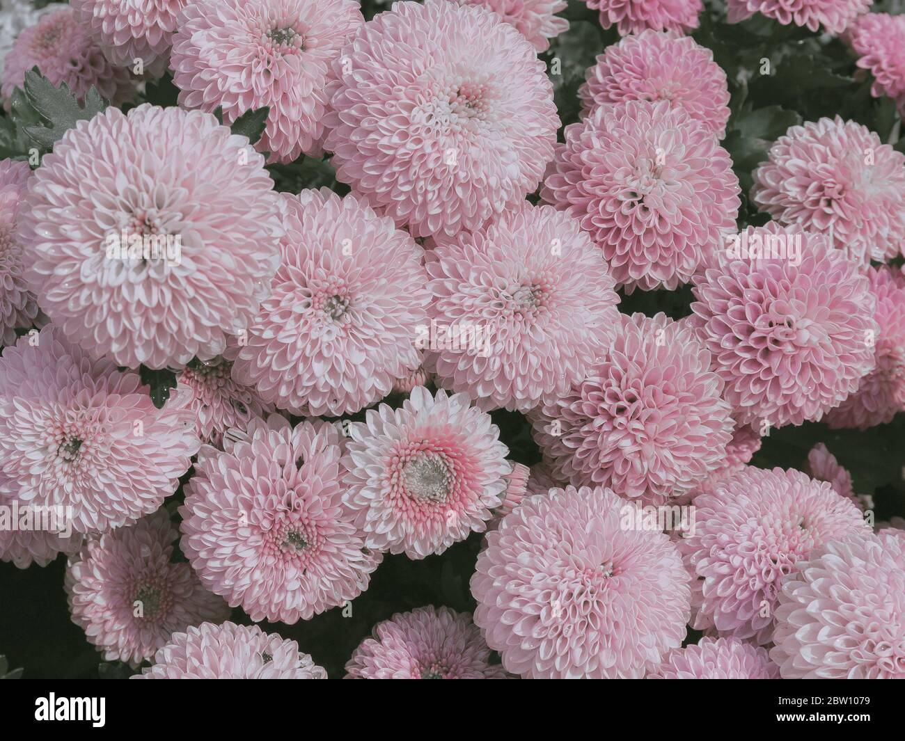Beautiful Pink Dahlia Flower Field background Stock Photo - Alamy