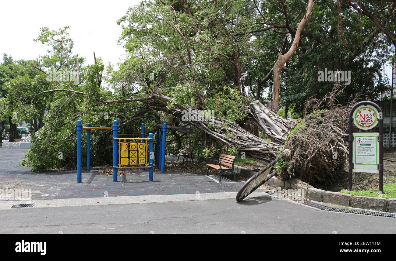 Tree damage typhoon hi-res stock photography and images - Alamy