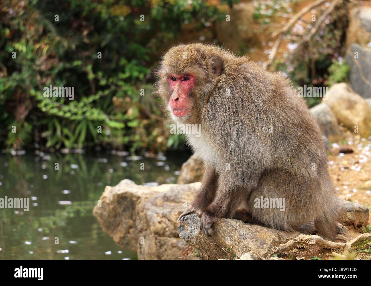 Japan mountain animals hi-res stock photography and images - Alamy