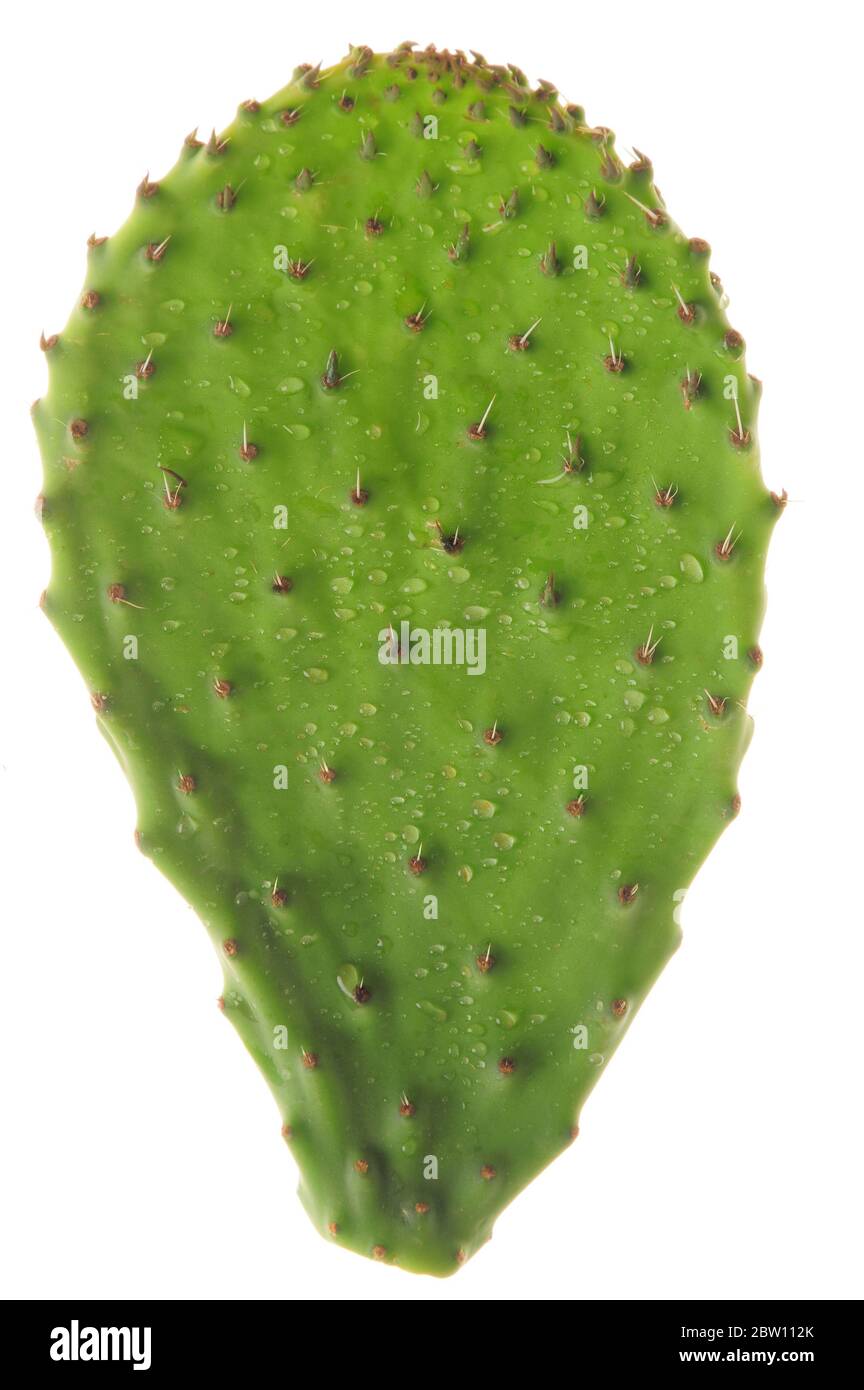 Nopal Cut Out Stock Images & Pictures - Alamy