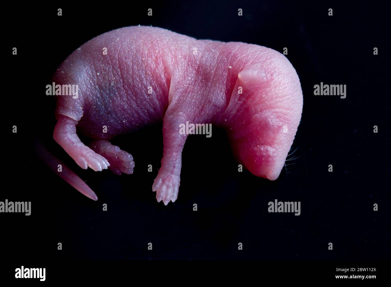 portrait of baby rat on a black background Stock Photo - Alamy