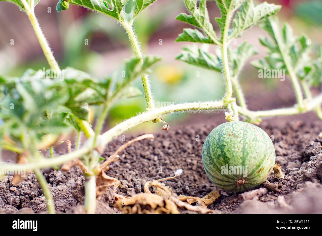 Organic watermelon growing on the field at eco farm. Closeup of growing ...