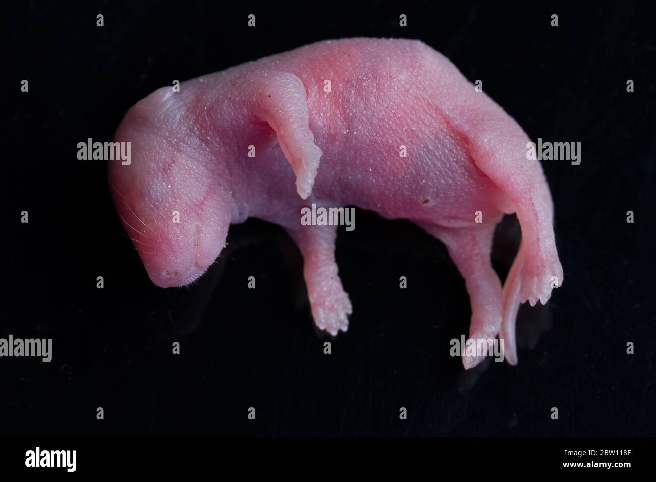 Newborn rat hi-res stock photography and images - Alamy
