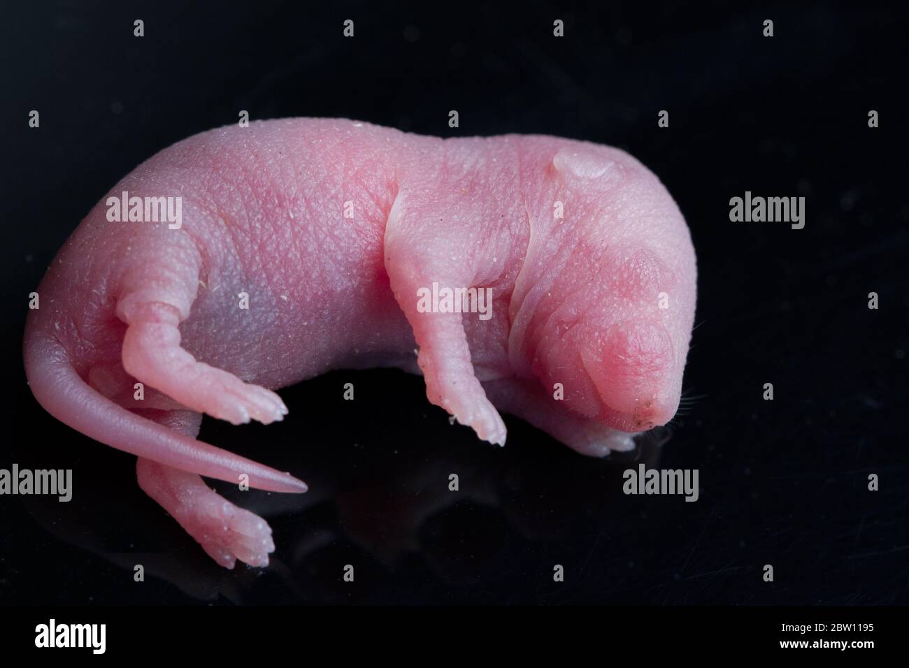 portrait of baby rat on a black background Stock Photo - Alamy