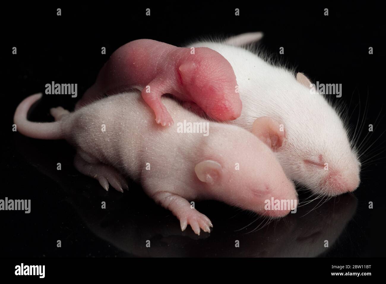 Cute Baby Fancy Rats