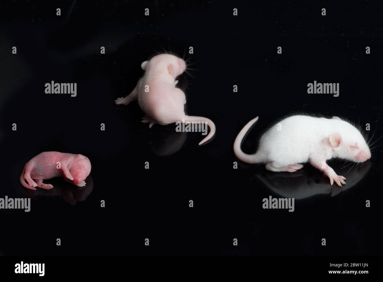 portrait of baby rat on a black background Stock Photo - Alamy
