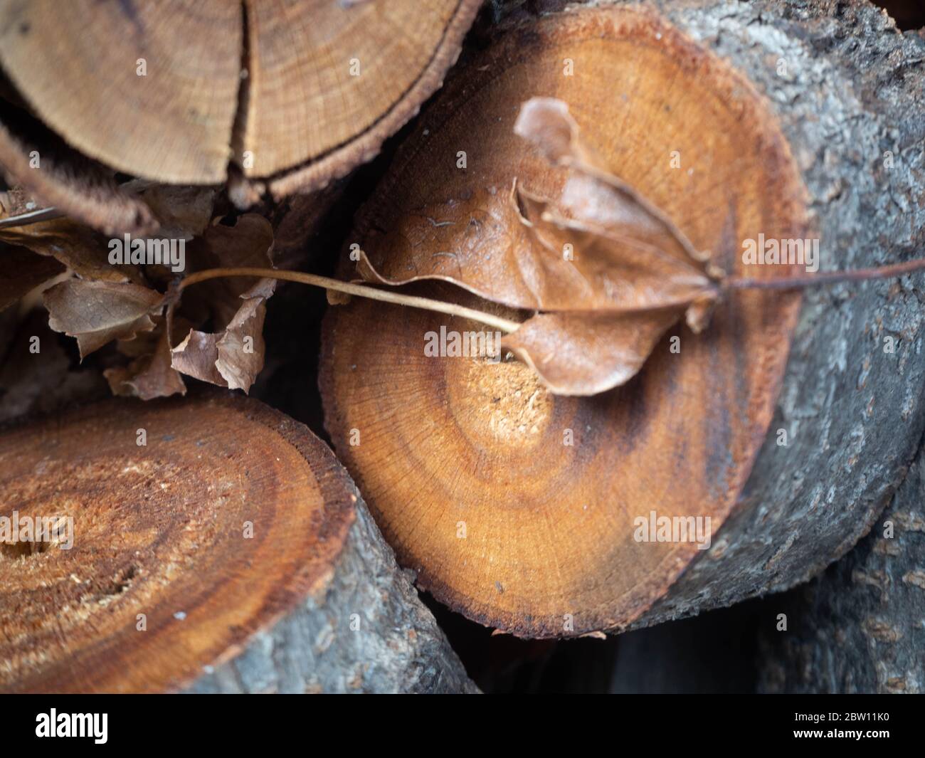 chopped up wood on the ground Stock Photo - Alamy