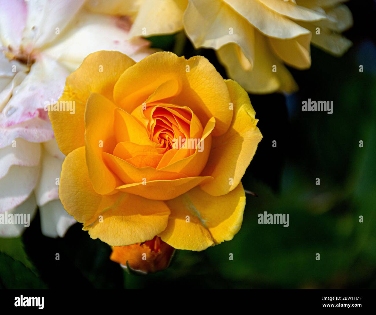 Joy concepts hi-res stock photography and images - Alamy