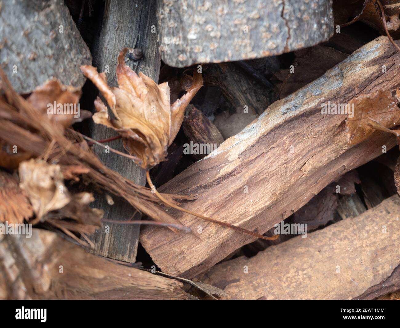 chopped up wood on the ground Stock Photo - Alamy