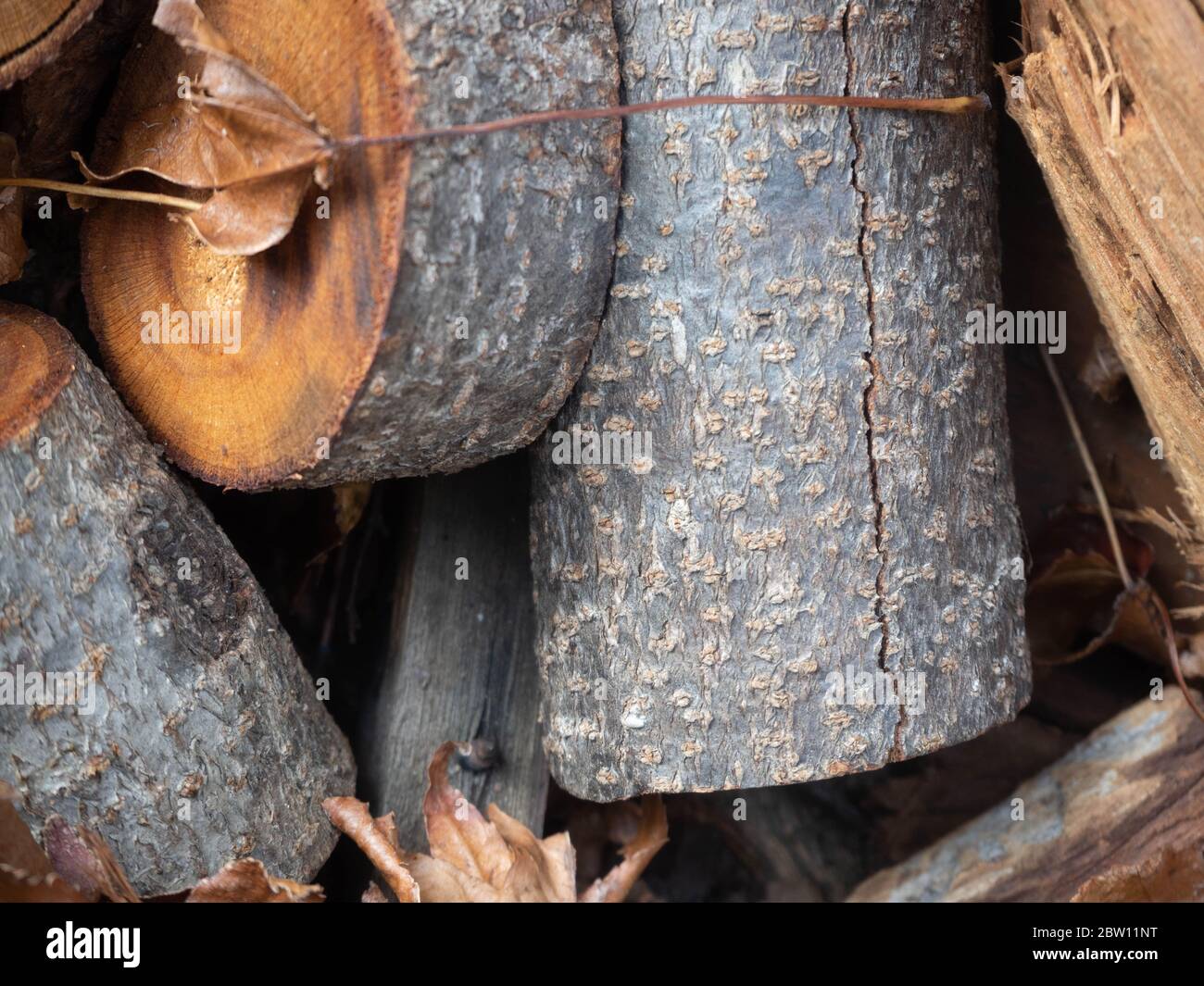 chopped up wood on the ground Stock Photo - Alamy