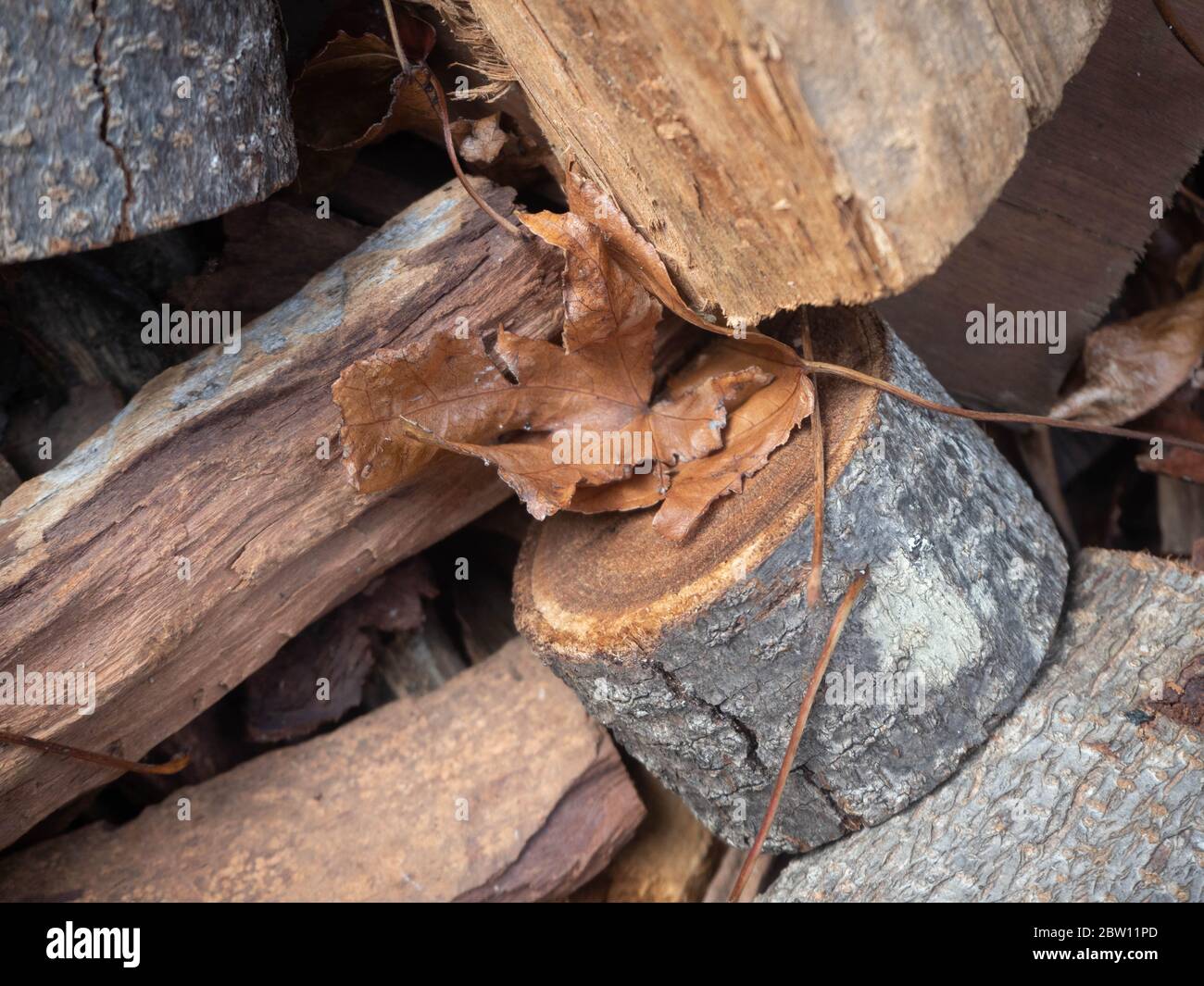 chopped up wood on the ground Stock Photo - Alamy