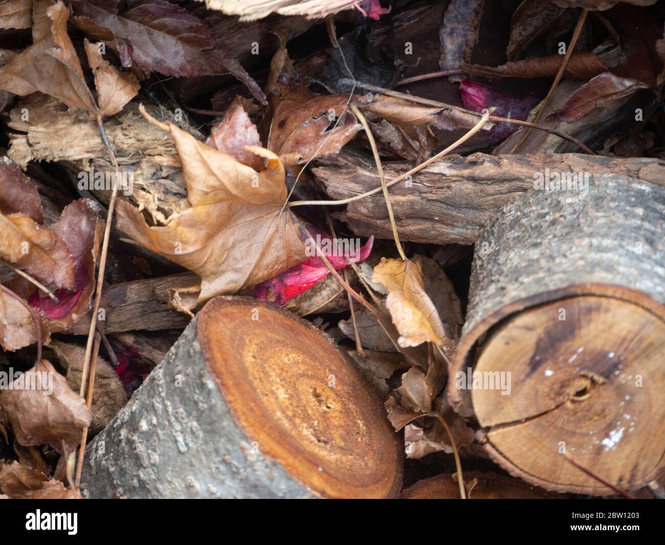 chopped up wood on the ground Stock Photo - Alamy