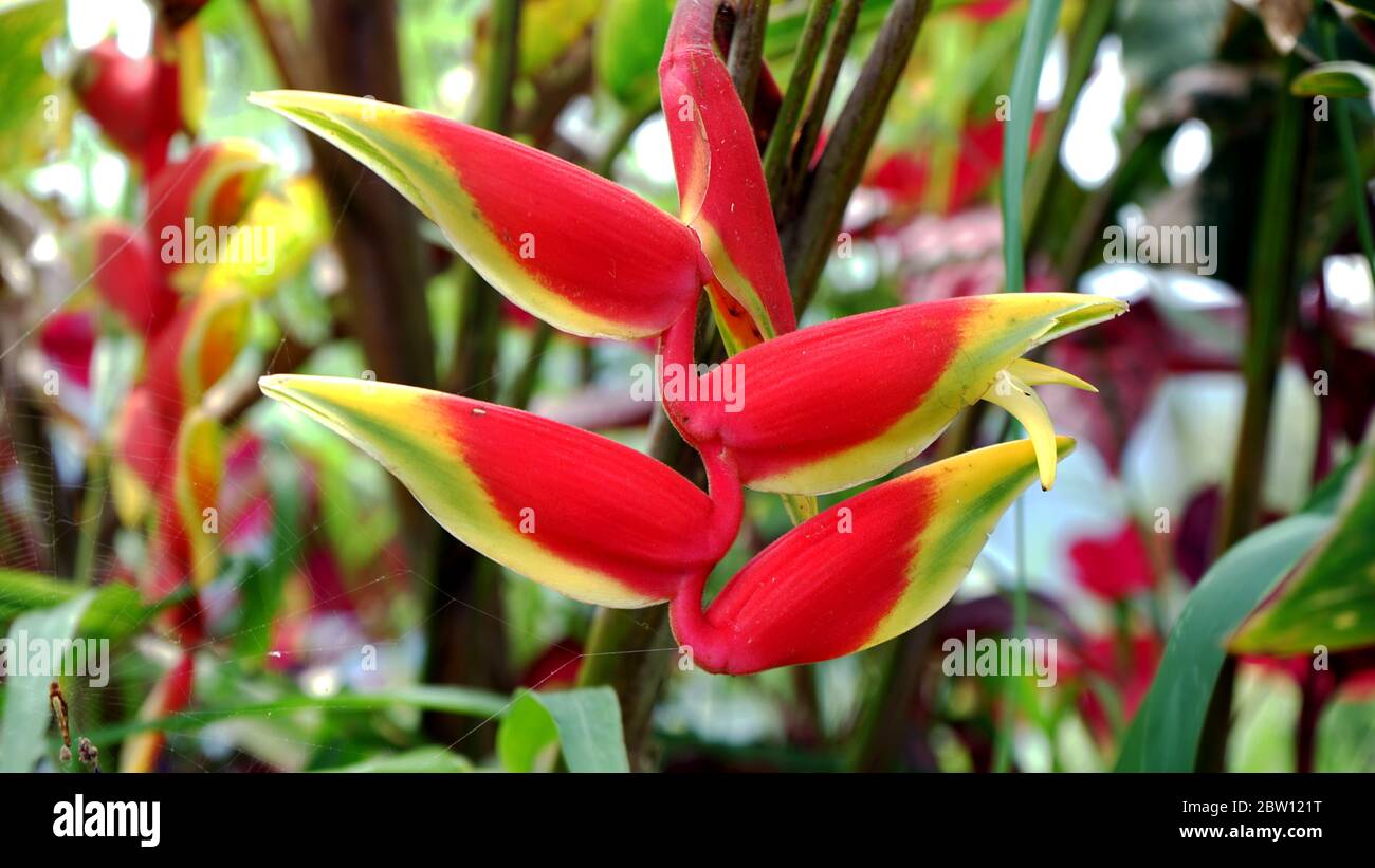 Yellow tropical flowers hi-res stock photography and images - Alamy