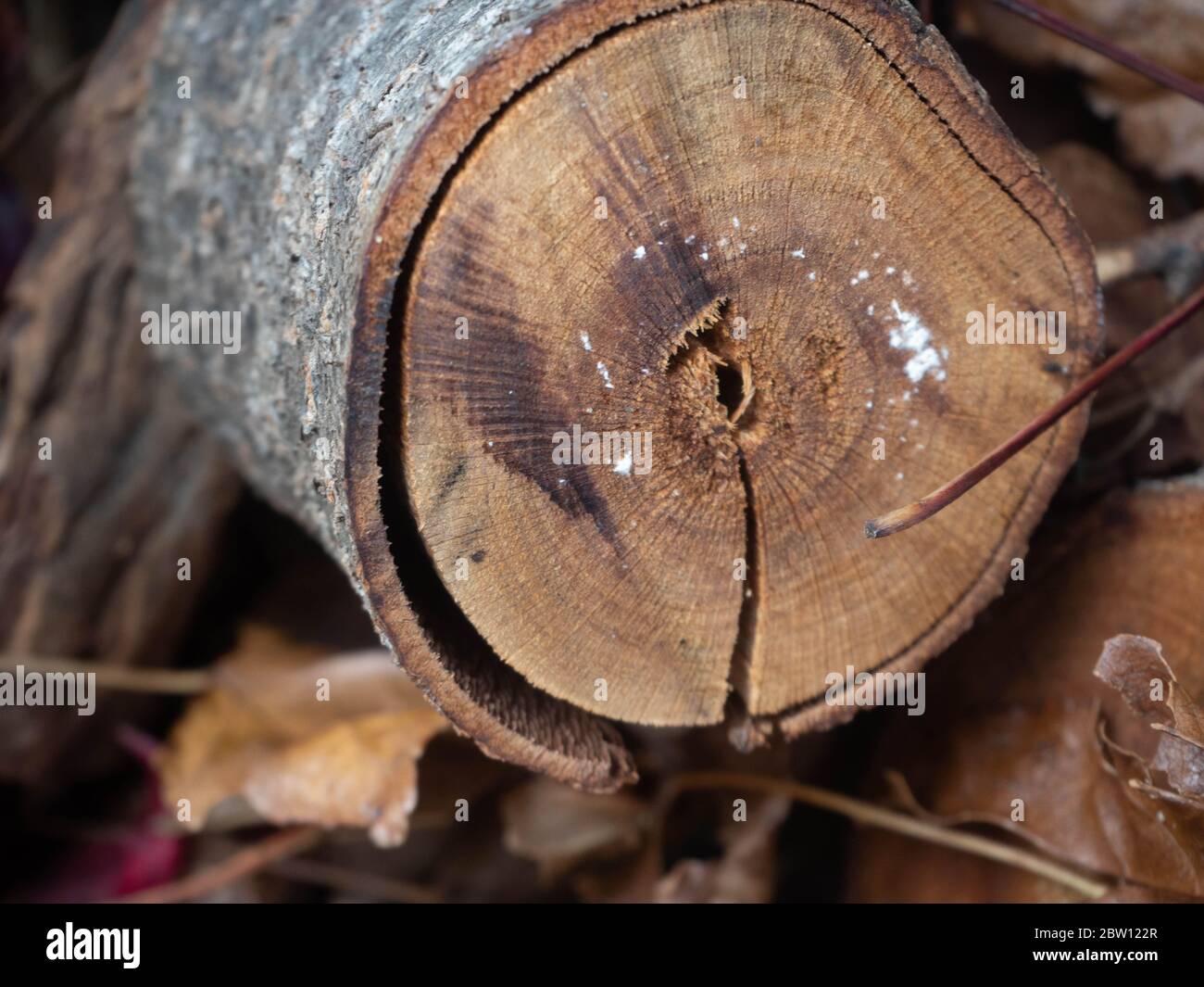 chopped up wood on the ground Stock Photo - Alamy