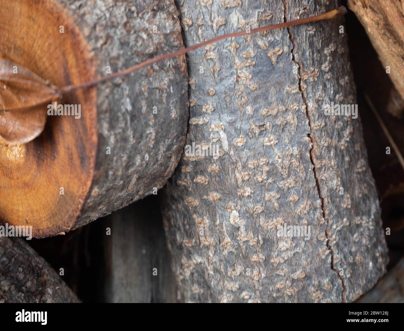 chopped up wood on the ground Stock Photo - Alamy