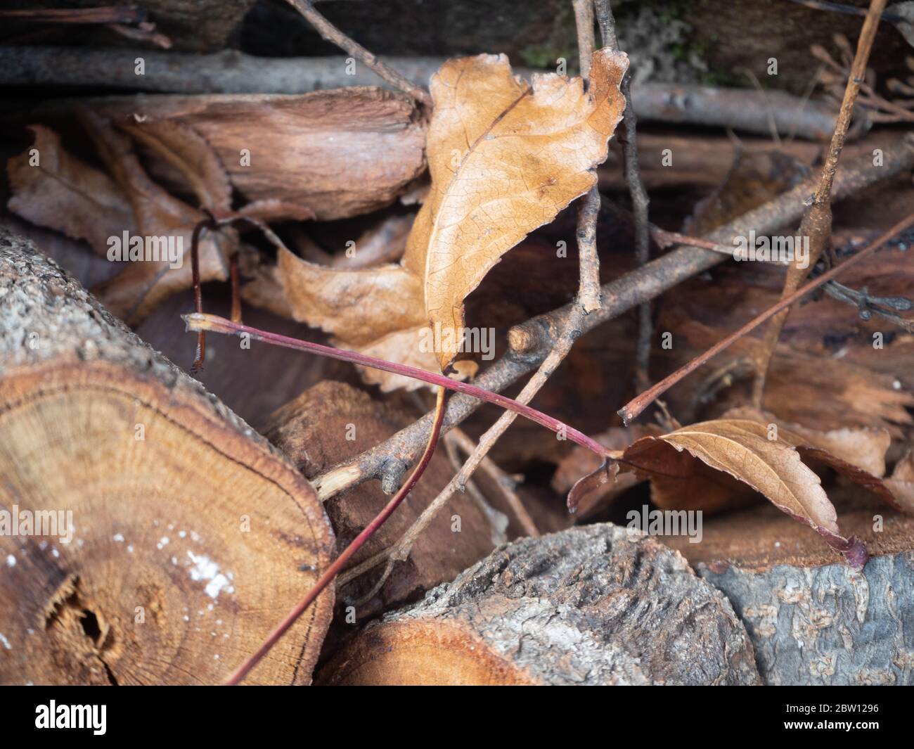 chopped up wood on the ground Stock Photo - Alamy