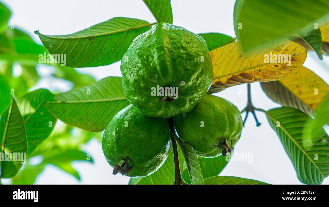 Harvest guava hi-res stock photography and images - Alamy