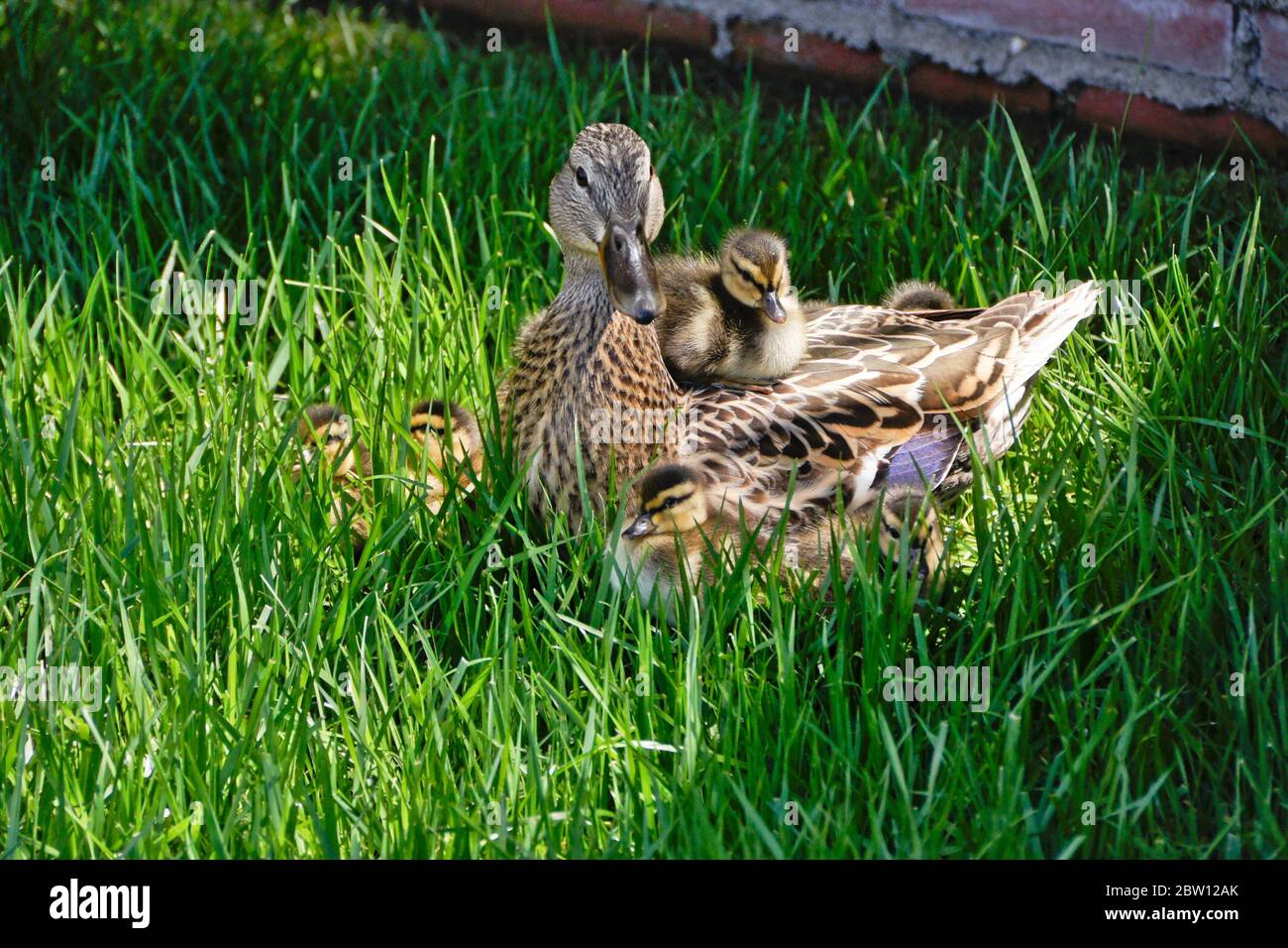 Female (hen) mallard duck and ducklings resting in grass with one ...