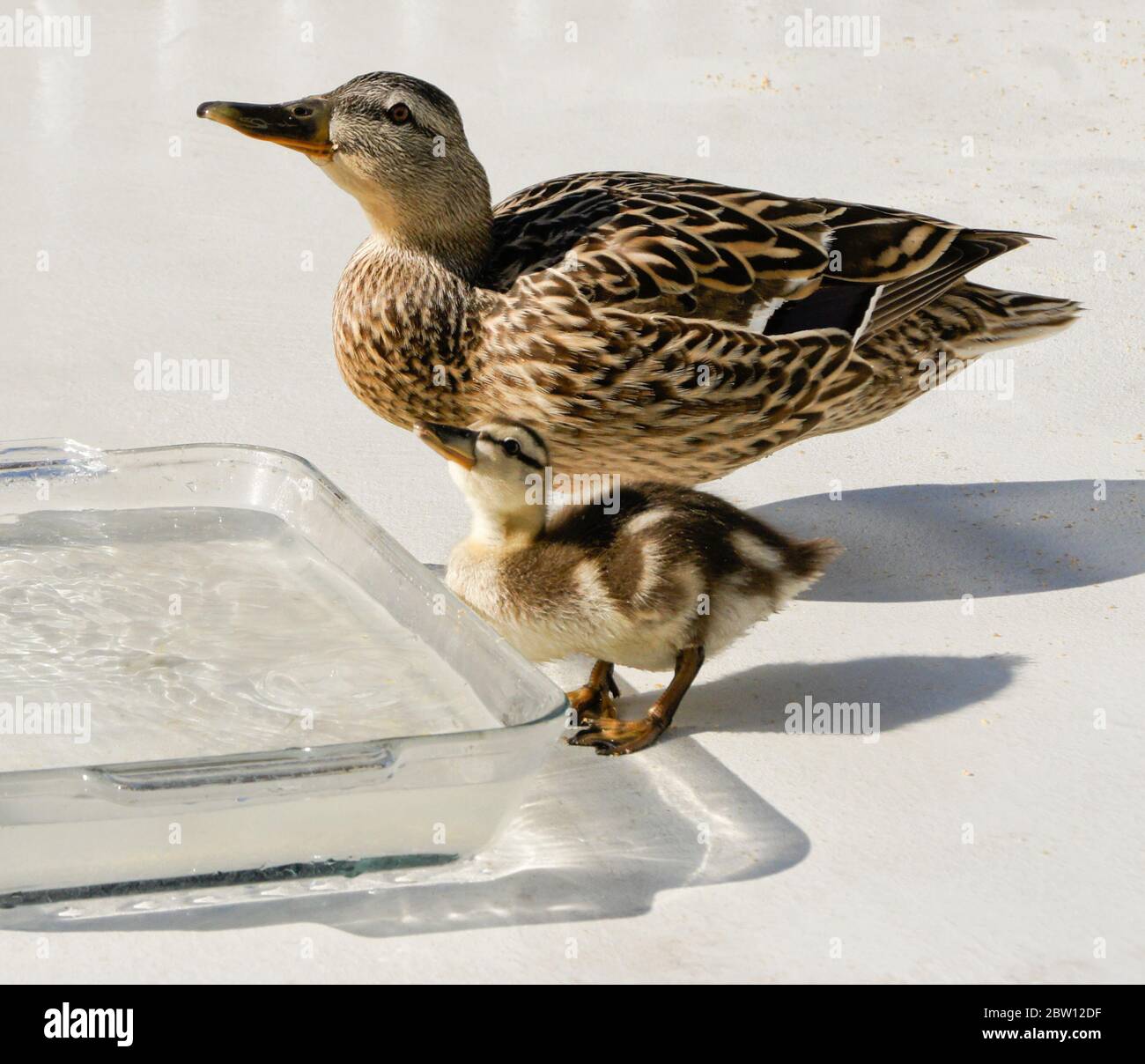 From the duck family hi-res stock photography and images - Alamy