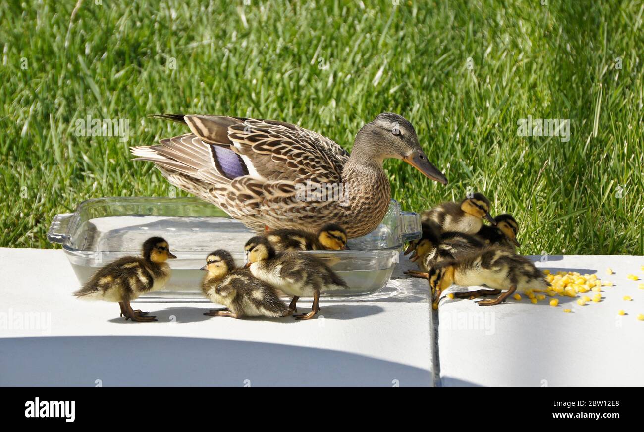 Female (hen) mallard duck and ducklings eating frozen corn near bowl of ...