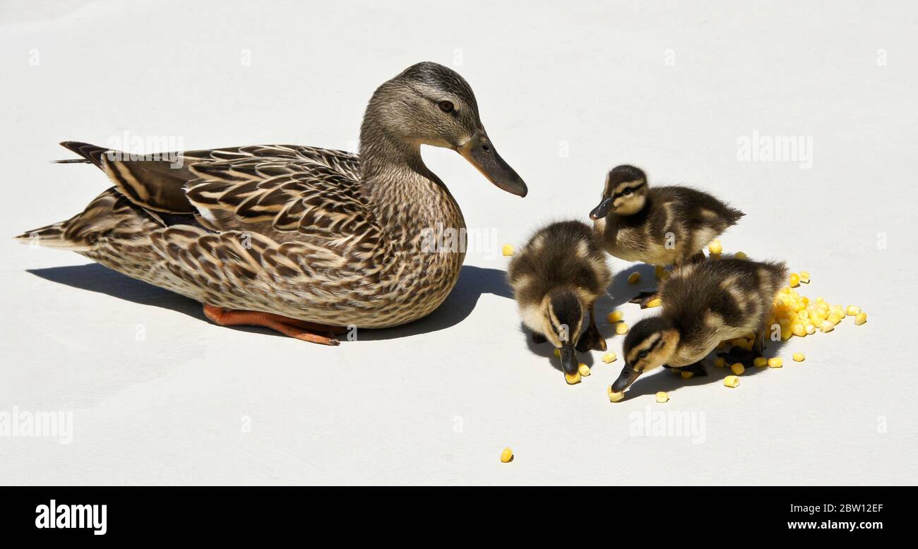 Mallard duck corn hi-res stock photography and images - Alamy