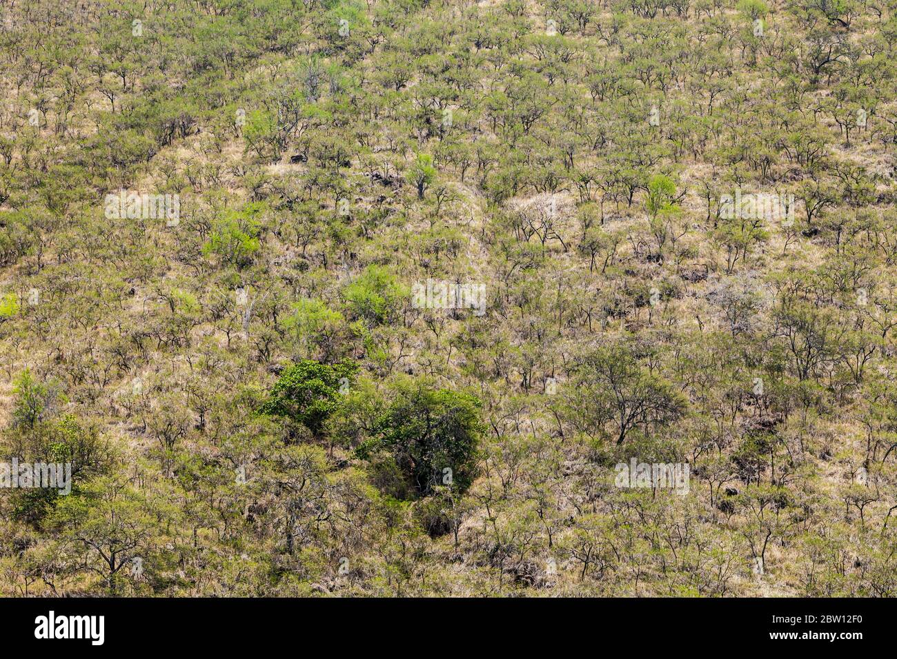 Hillside covered with trees hi-res stock photography and images - Alamy