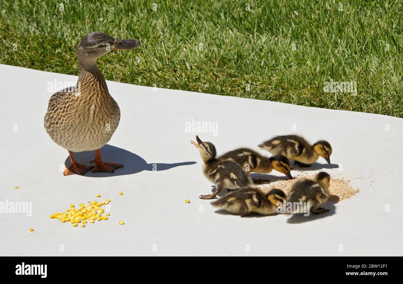 Female (hen) mallard duck and ducklings eating frozen corn and poultry ...